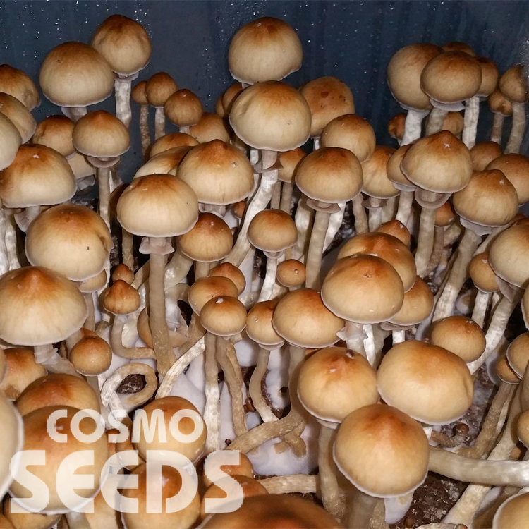 Red Spore — CosmoSeeds