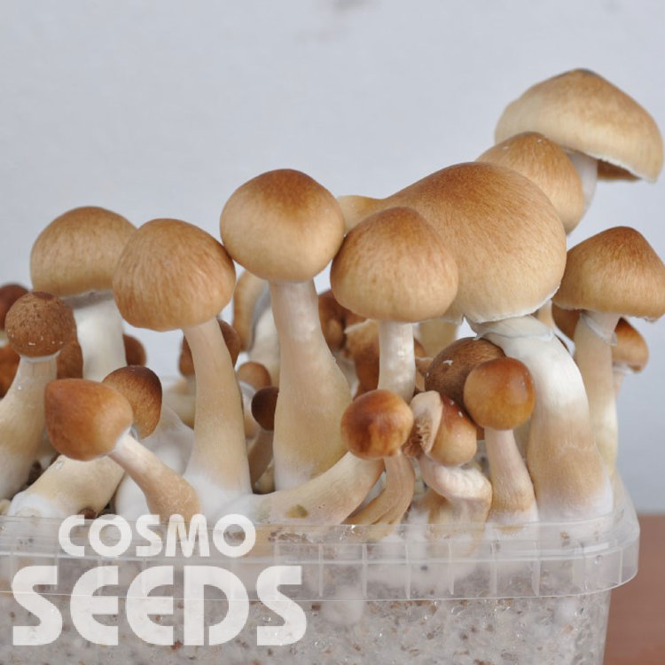 Red Spore — CosmoSeeds